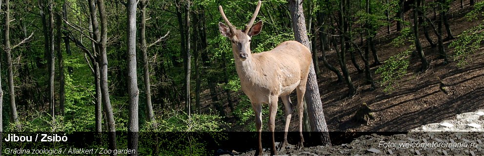 Castelul Béldy, Jibou